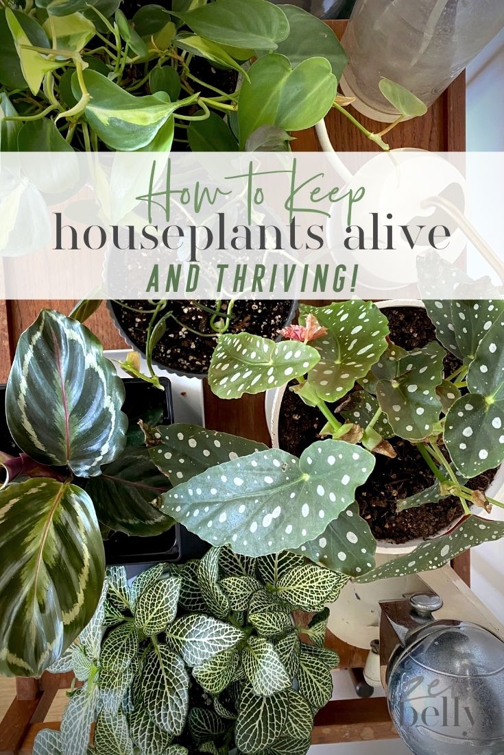my top 5 tips for keeping houseplants alive (and thriving)
