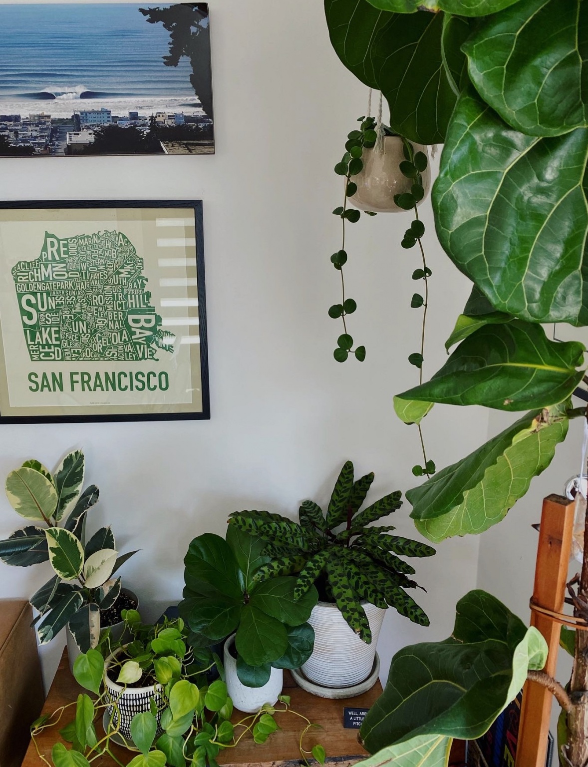 my top 5 tips for keeping houseplants alive (and thriving)